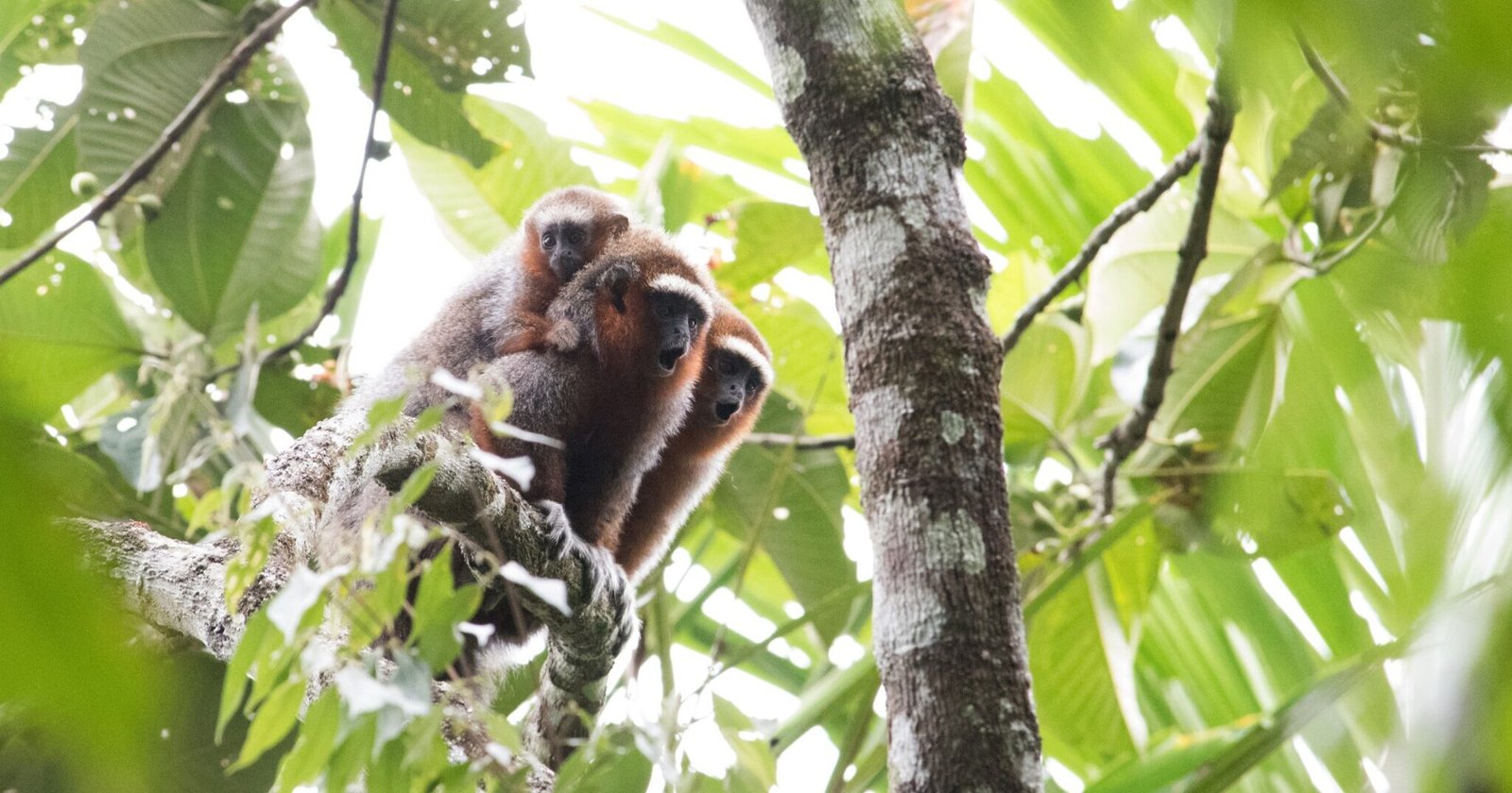 La ganadería y la palma africana amenazan al zocay, el mono de manos ...